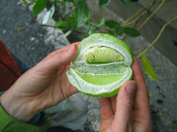 Biomimicry Guild, HOK in Alliance | BuildingGreen