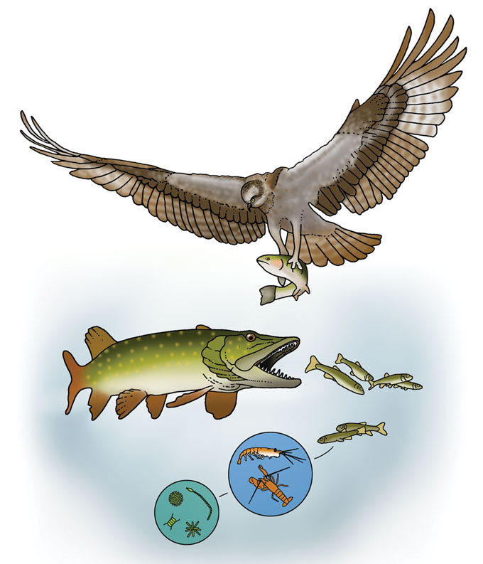 Pbt Chemicals Persistent Bioaccumulative Toxic Buildinggreen