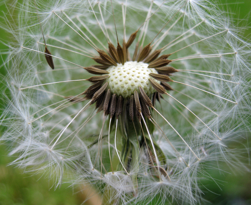 Net-Positive, Regenerative Design, and Other Ways Buildings Can Do Good ...