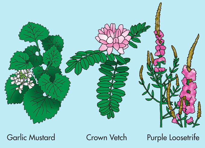 Invasive Plants | BuildingGreen