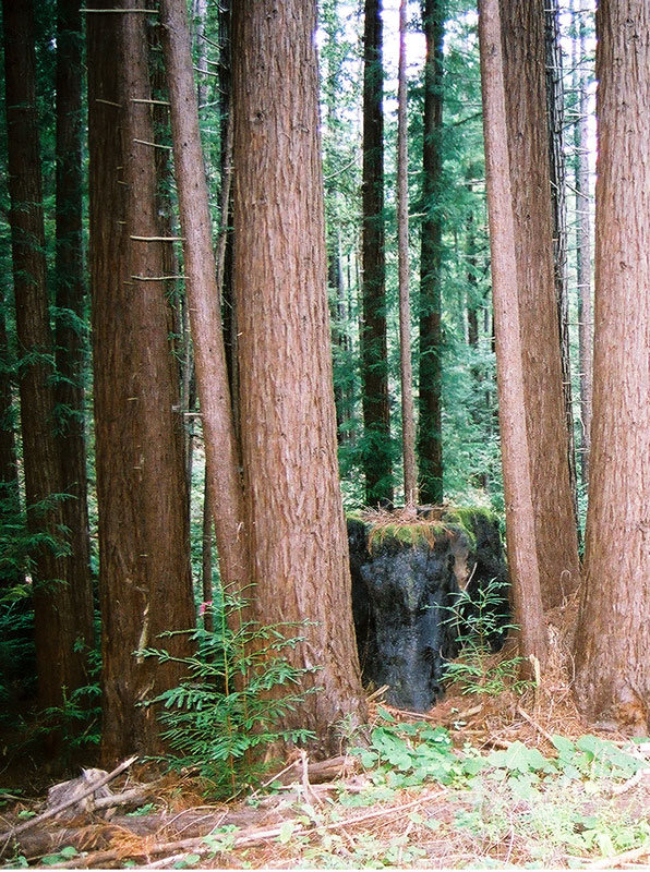 FSC Revises Controlled-Wood Standards | BuildingGreen