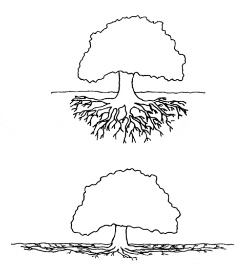 Trees and Development: A Technical Guide to Preservation of Trees ...